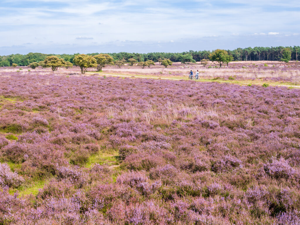Een natuurwandeling door het Gooi - 60plusEndus